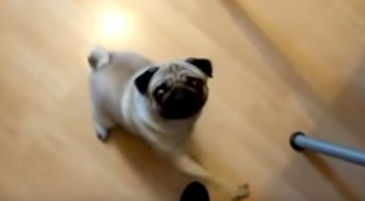 Man Who Taught Dog Nazi Salute Crowdfunds $185,000 – The Forward